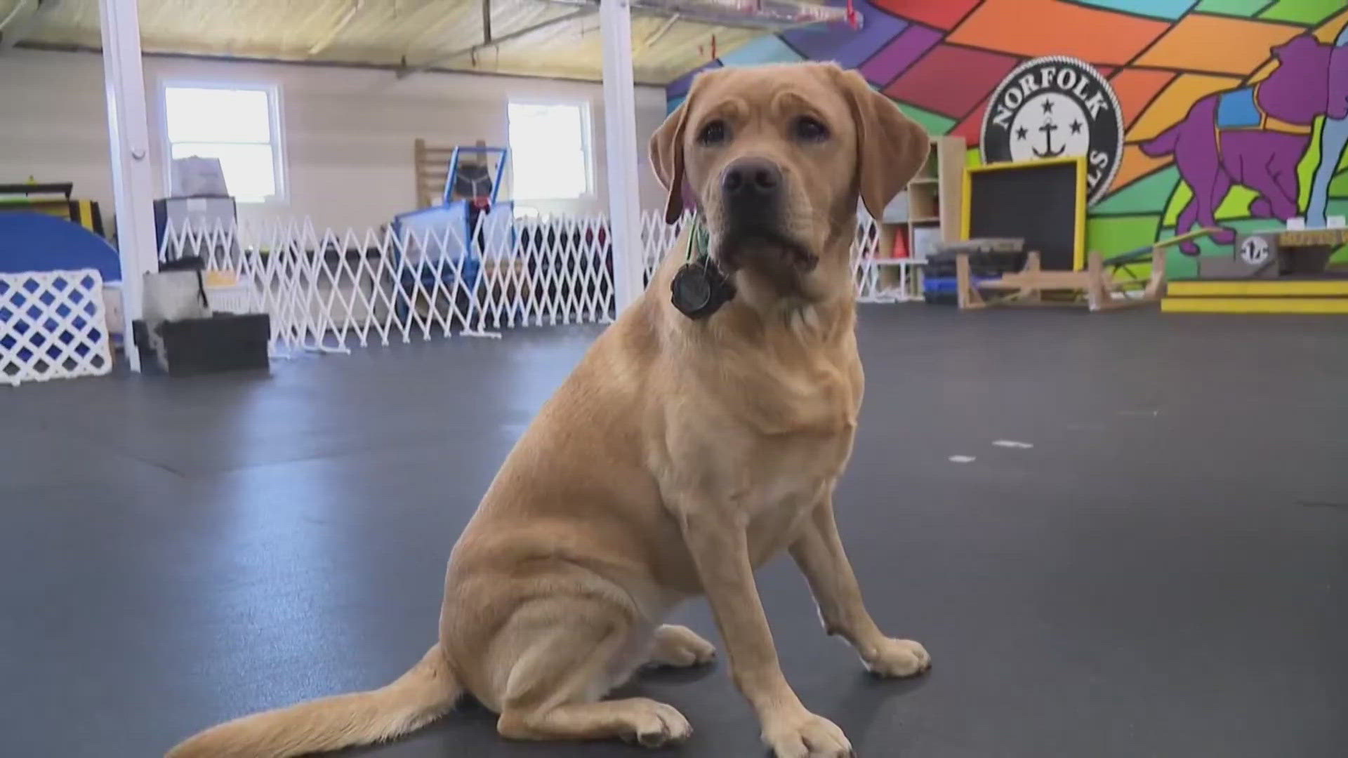 Happy National Dog Day! | abc10.com