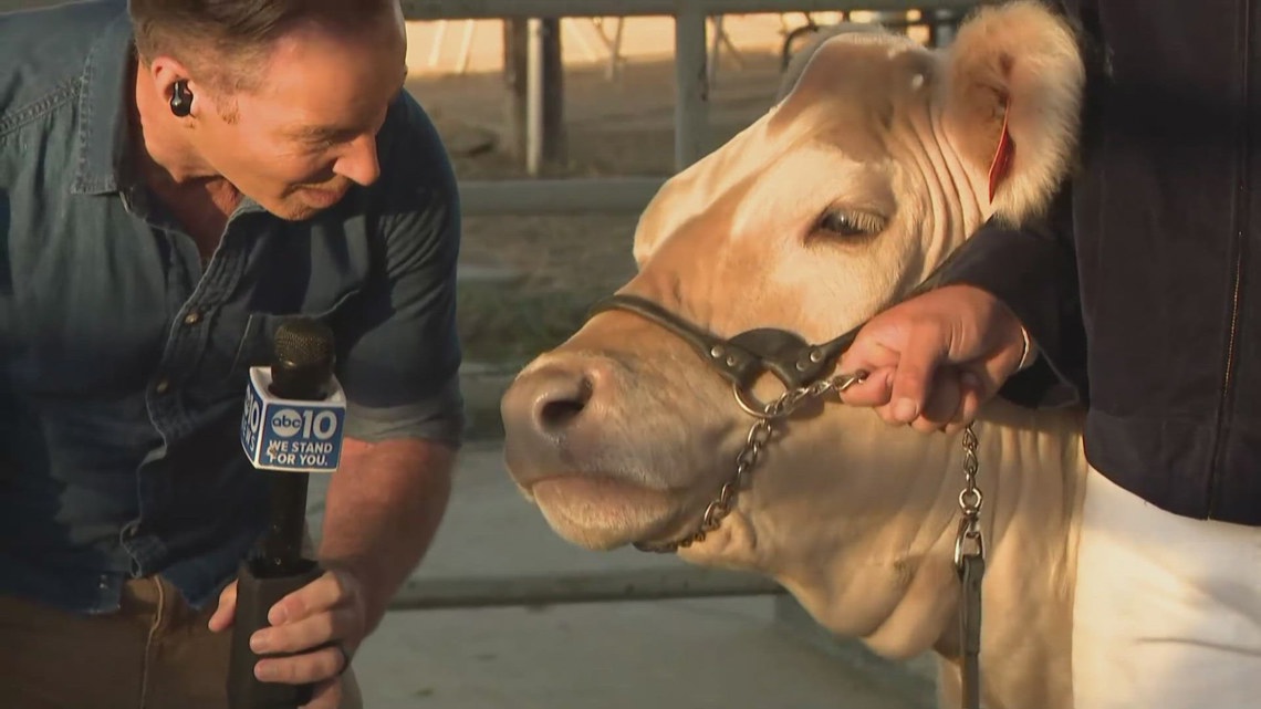 Amador County Fair starts Thursday | abc10.com