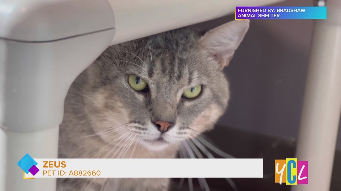 Adopt Zeus: A Big-Hearted Cat Ready to Cuddle | abc10.com