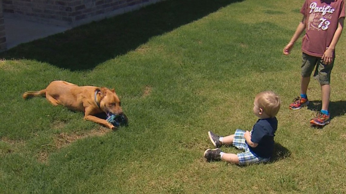 Dog spooked by storm reunited with family weeks later | abc10.com