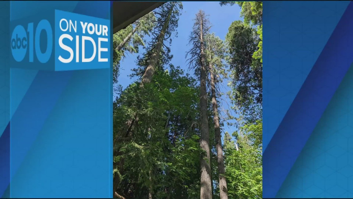 Couple concerned over dead tree deemed safety hazard by PG&E | abc10.com