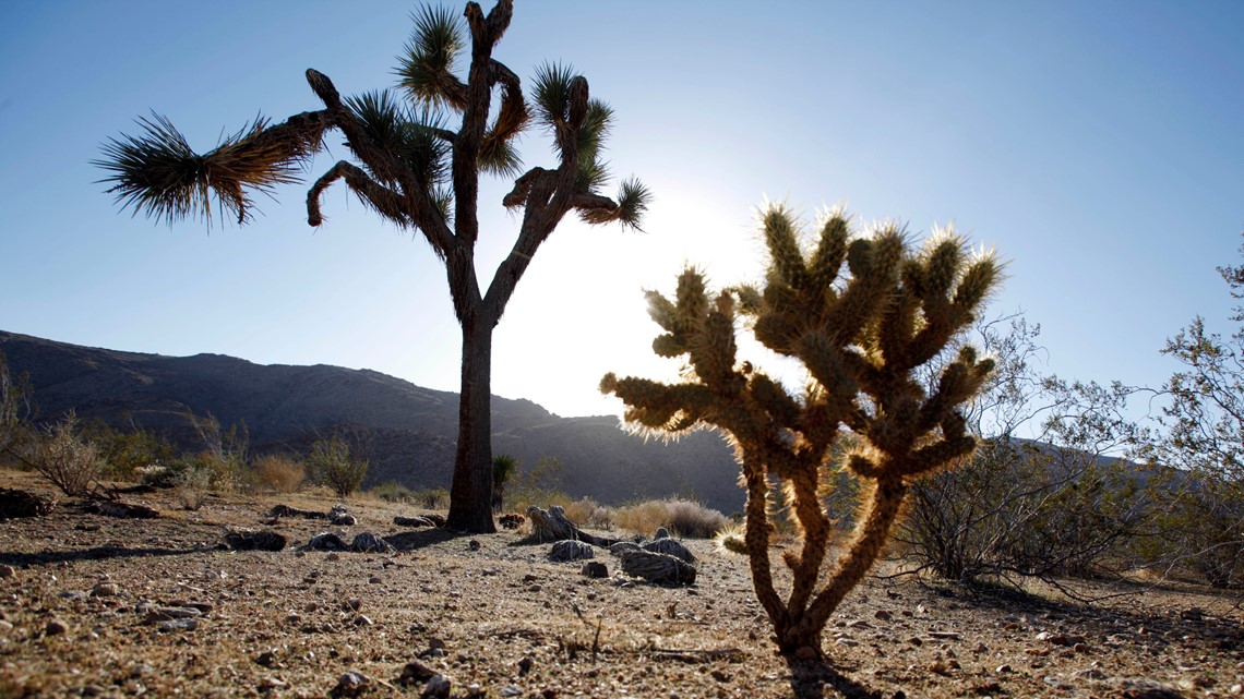 Burned body found in Joshua Tree, officials say | abc10.com