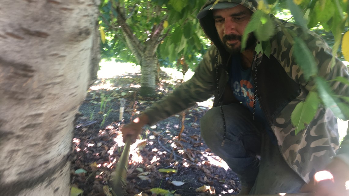 Undocumented farm workers fearful of weekend ICE raids | abc10.com