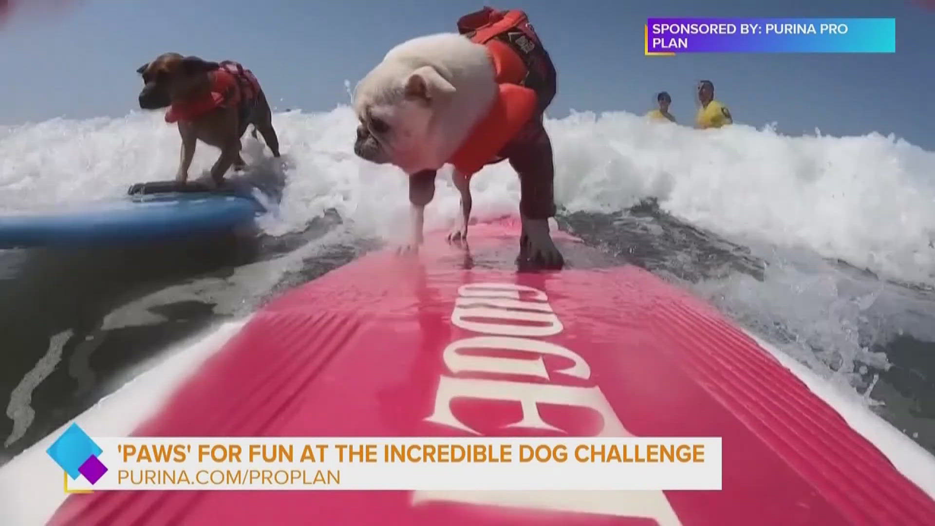 Incredible Dog Challenge: High-Flying Pups Compete in Purina’s ...