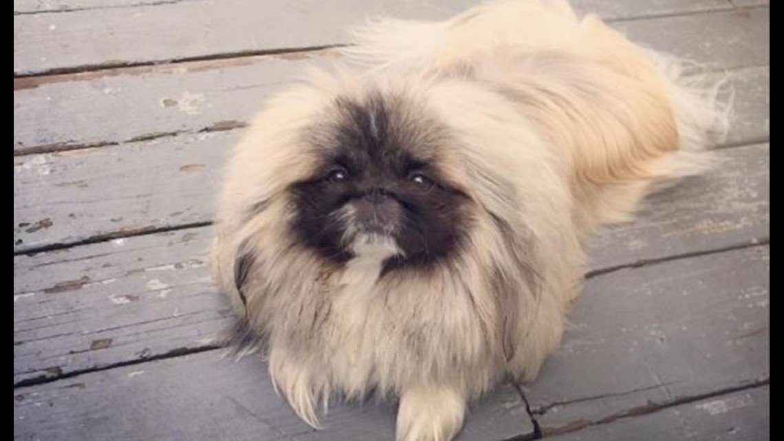 Pekingese dog's luscious locks are an internet hit | abc10.com