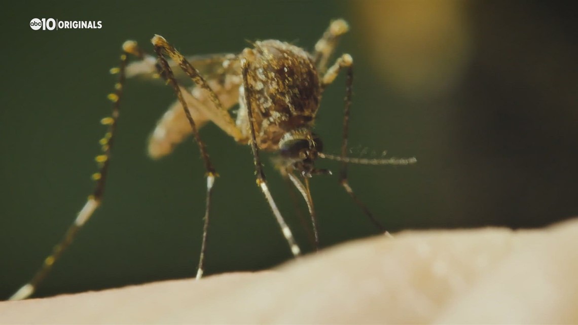 Yellow fever mosquitos found in Roseville | abc10.com