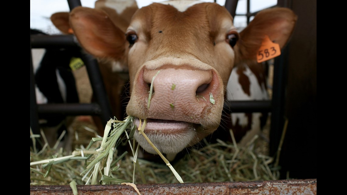 Manure pits pose drowning hazard | abc10.com