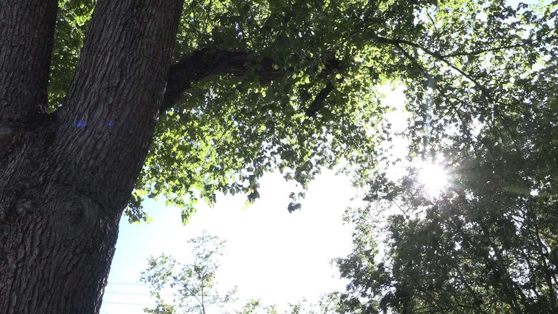 Sacramento's elm trees and the grassroots effort to save them | abc10.com