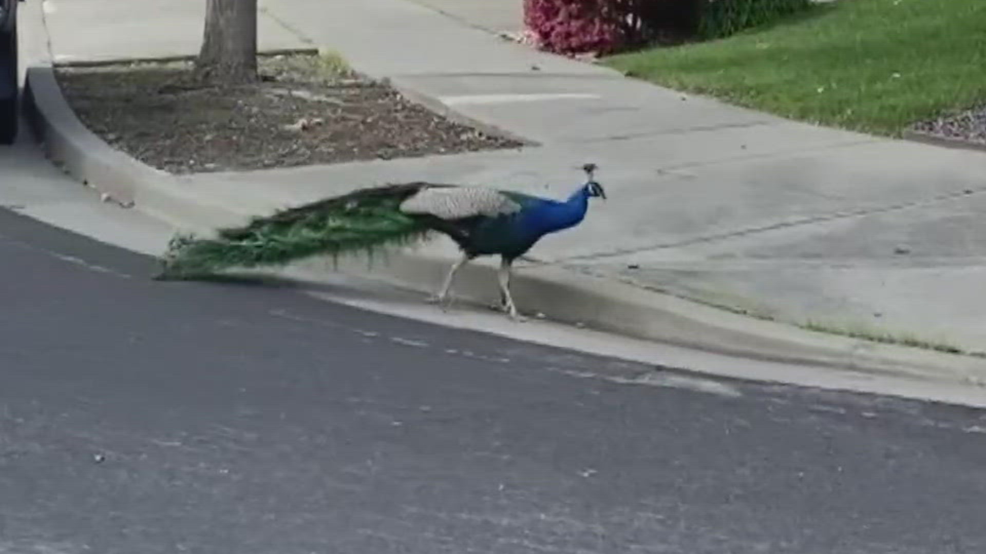 City of Fairfield is preparing to pay more than $20,000 to remove ...