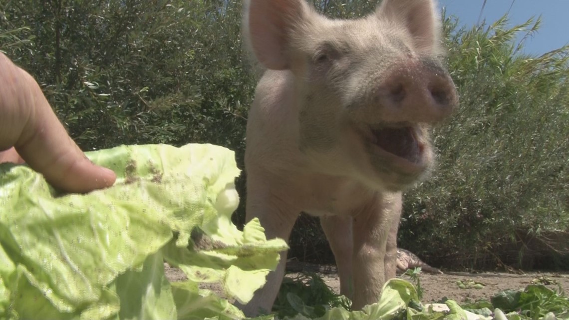 Swim with pigs on Pig Island | abc10.com