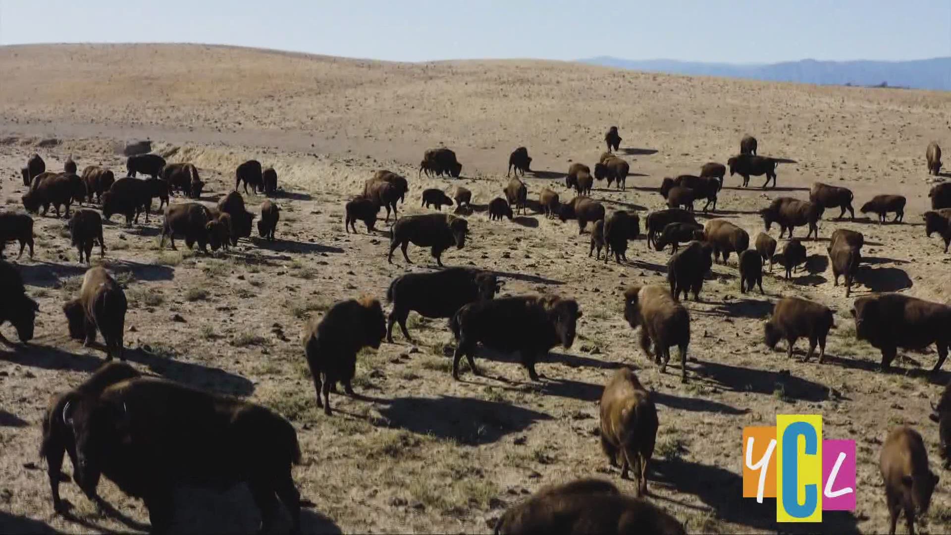 Bartell's Backroads: Bison Ranch | abc10.com