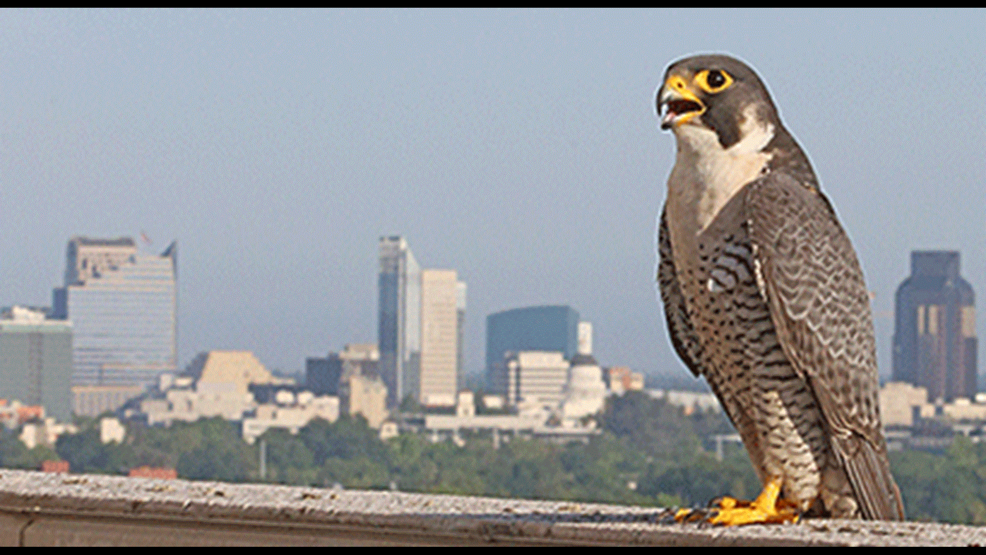 Peregrine falcons nesting at UC Davis Medical Center | abc10.com