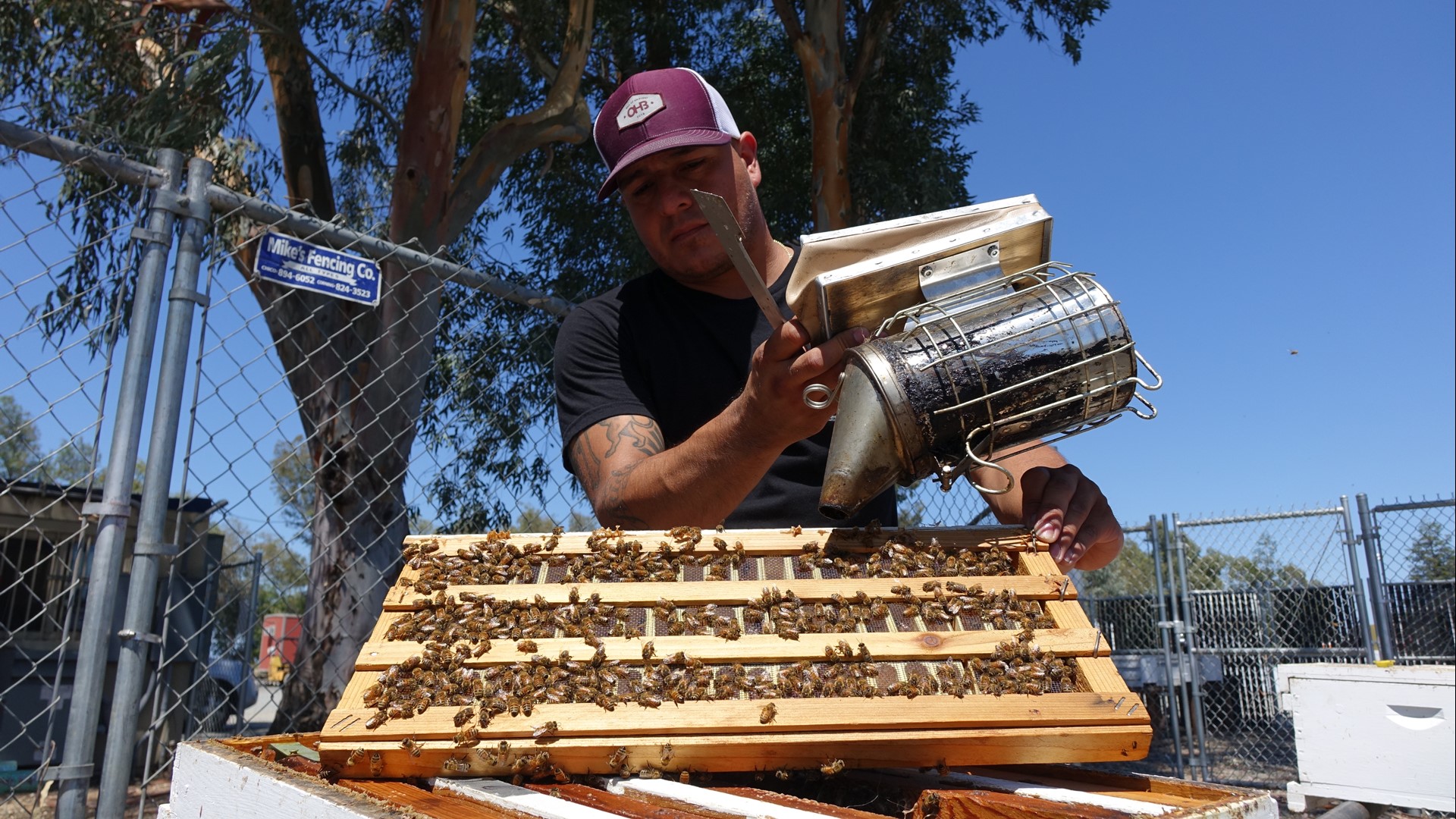 This small California town is the queen bee capital of North America ...