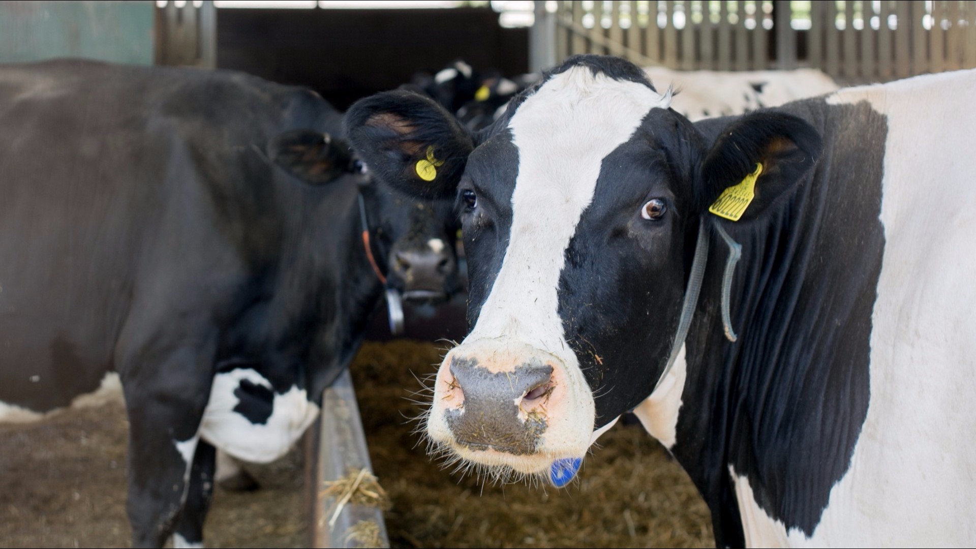 Two dozen cows let loose after crash on SH99 between Stockton, Lodi ...
