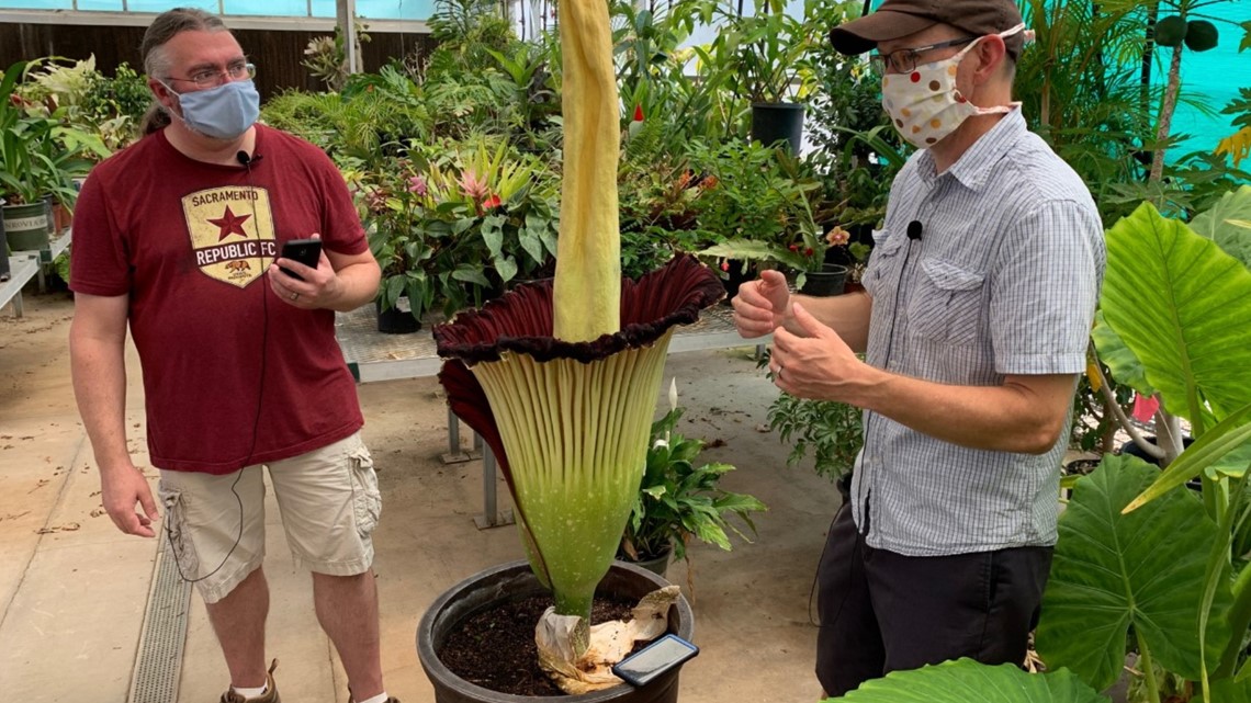 Corpse lily in Turlock blooms at Stanislaus State | abc10.com