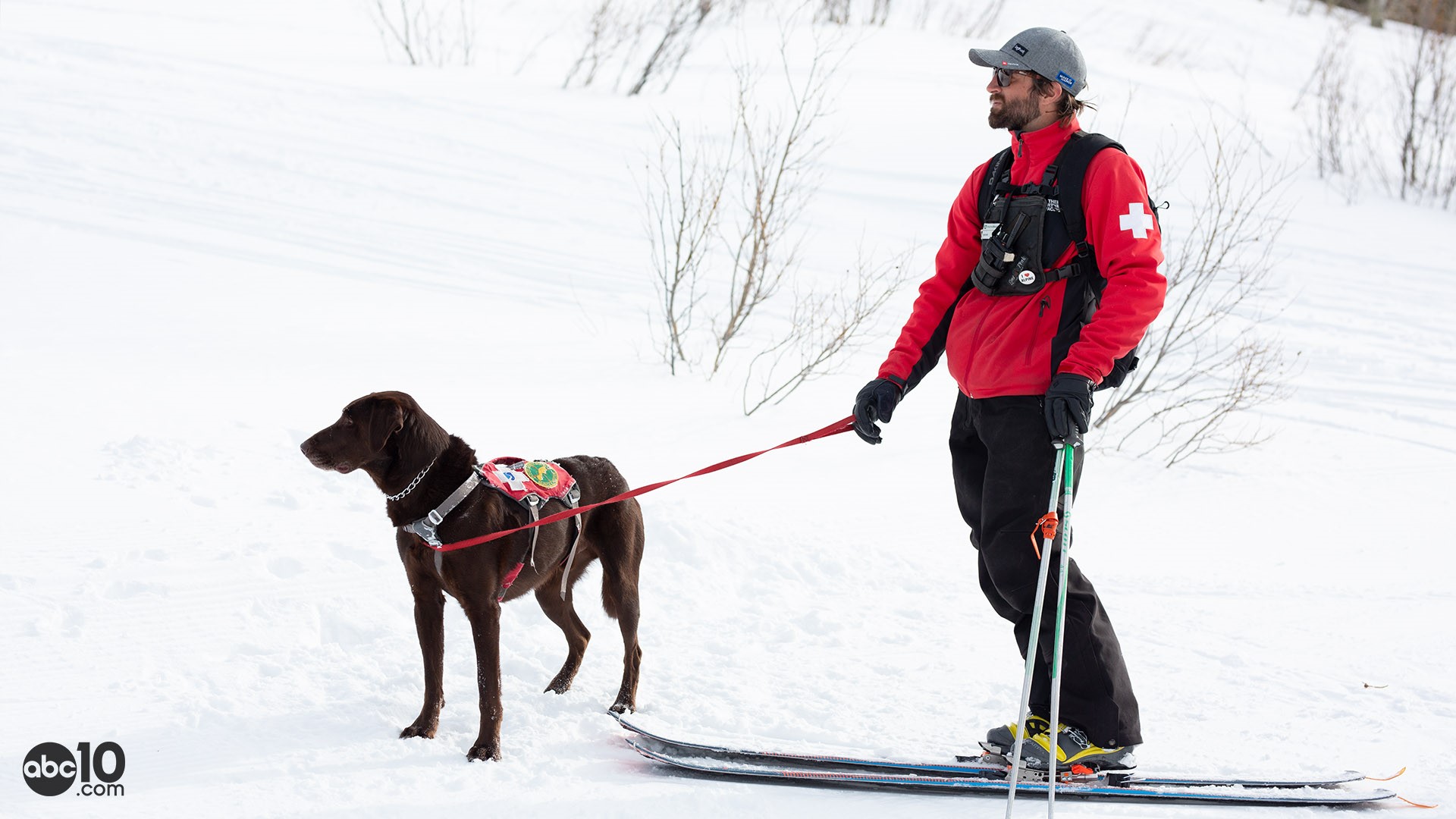 Dogs at Alpine Meadows are trained in avalanche rescues | abc10.com