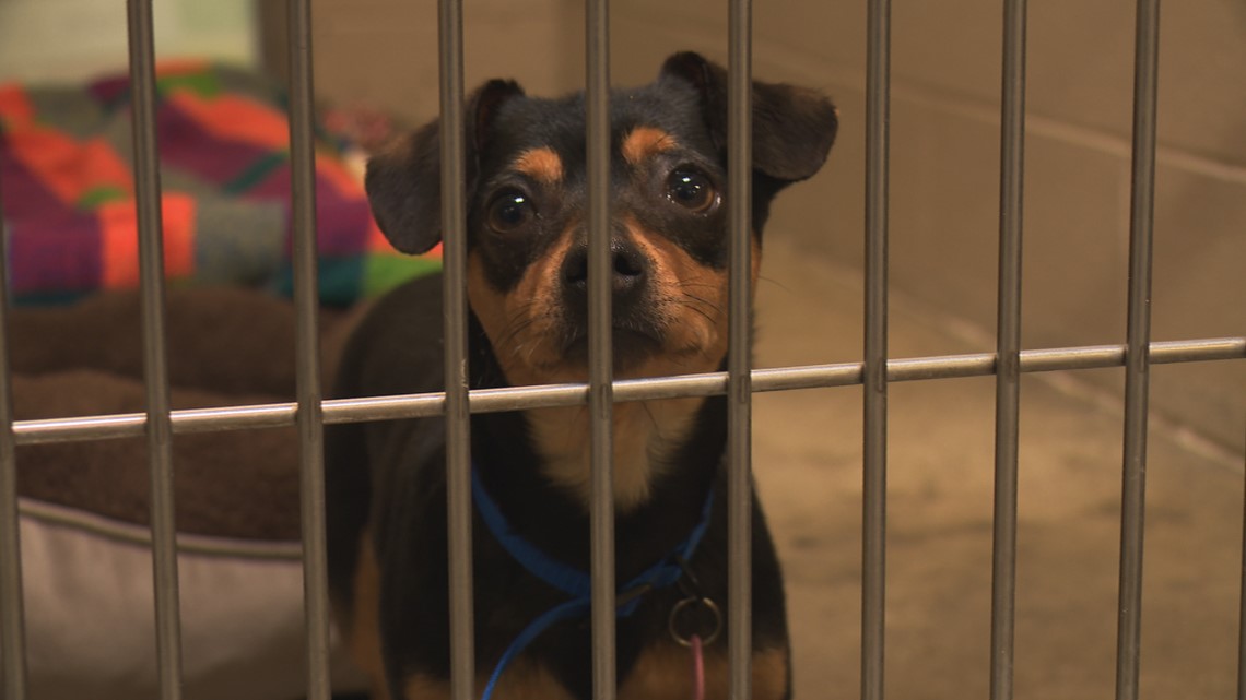 Sacramento SPCA free adoptions | abc10.com