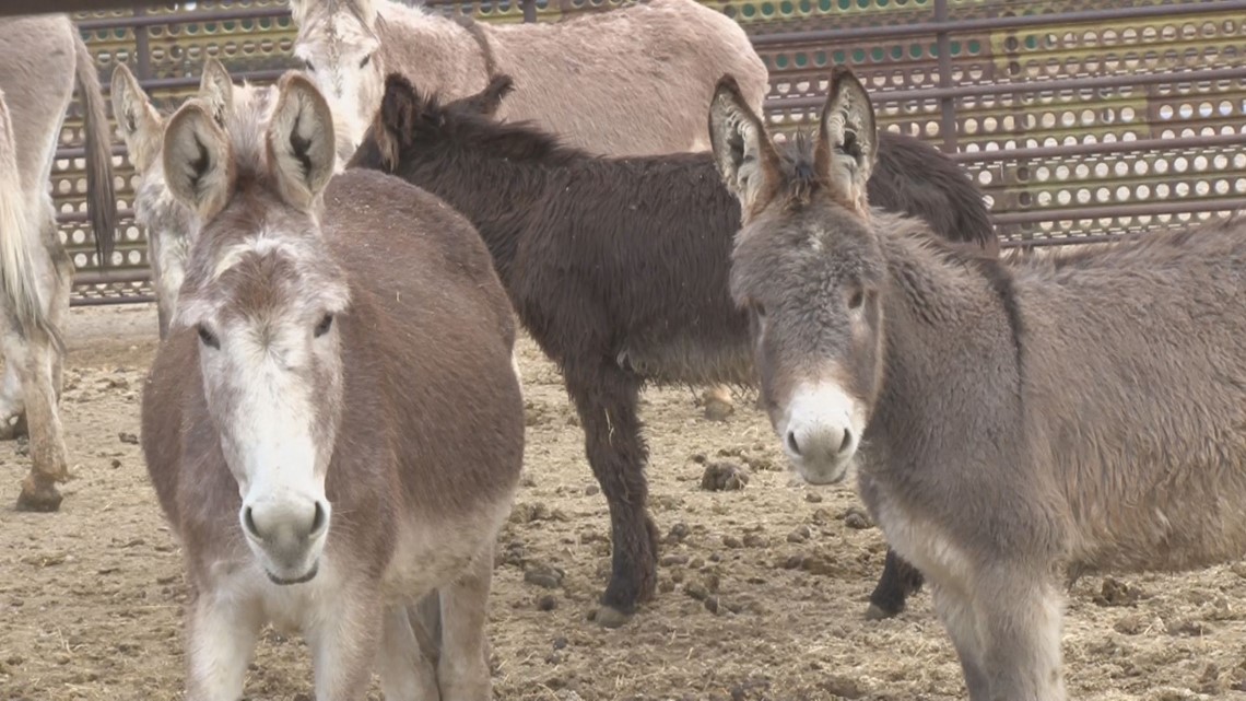 Wild burro shot down with arrow in Southern California | abc10.com