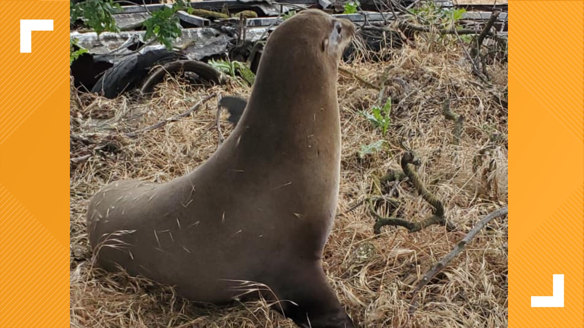 Sea lion rescued after making its way far inland in San Joaquin County ...