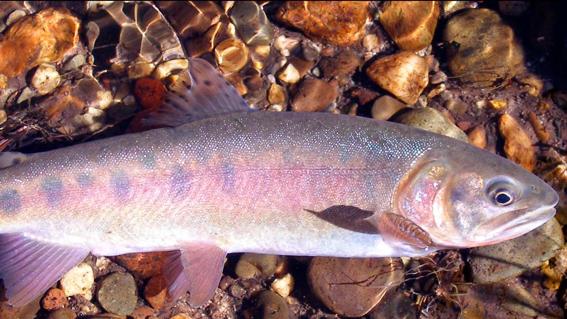 Rare California trout species returns to native habitat | abc10.com