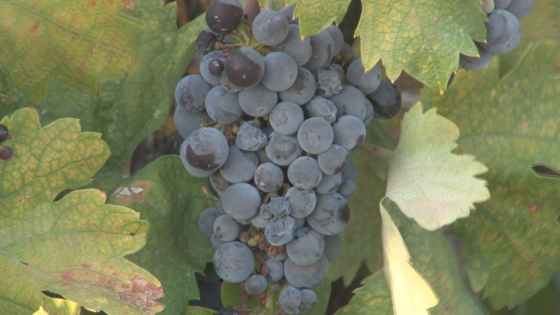 Lodi 2024 Grape Festival: Entertainment, tickets, parking, hours ...