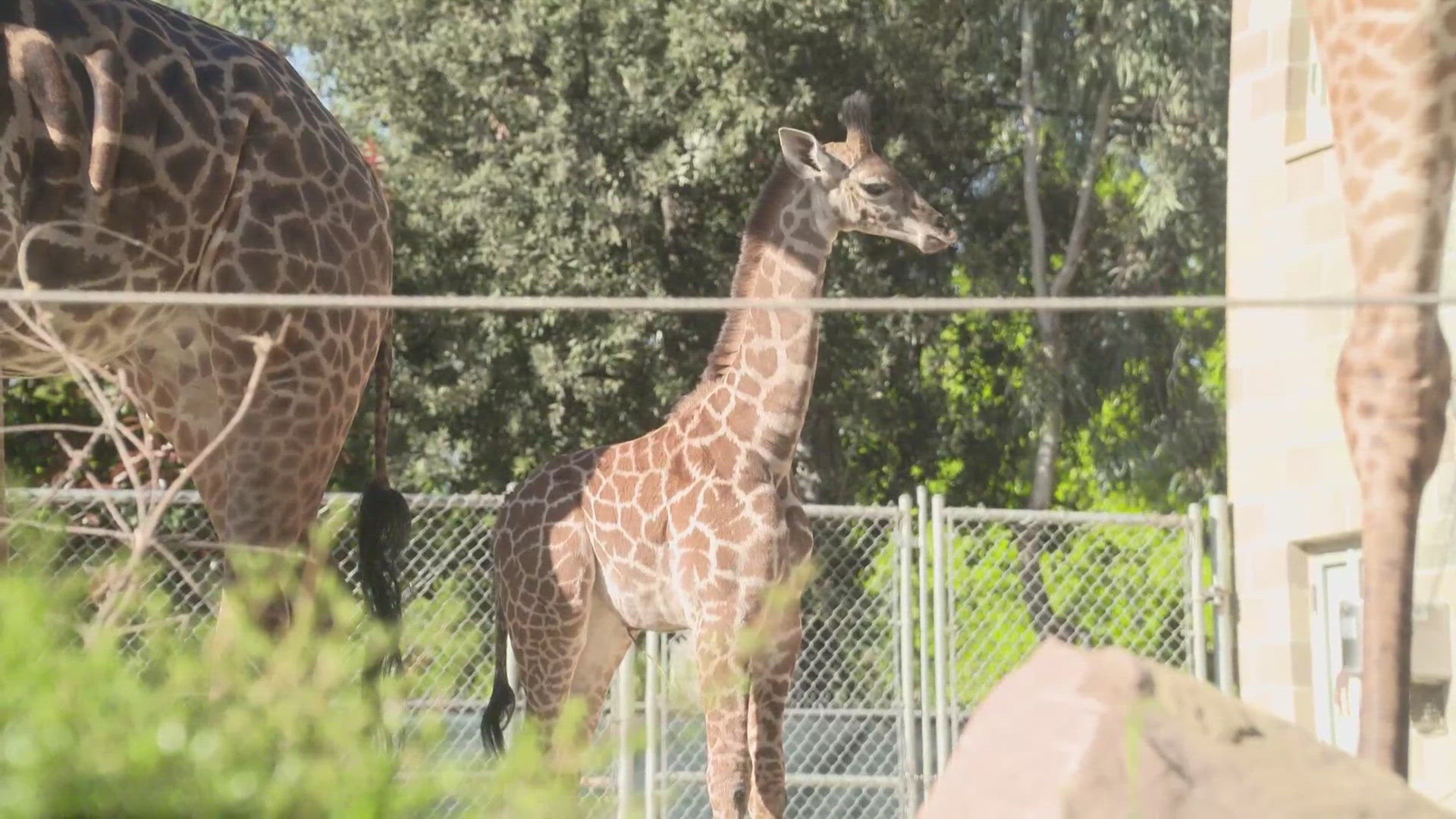 Sacramento Zoo's baby giraffe Sumi gets her name | abc10.com