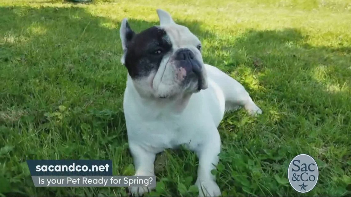 Manny the Frenchie brings awareness to the Dog Flu! | abc10.com