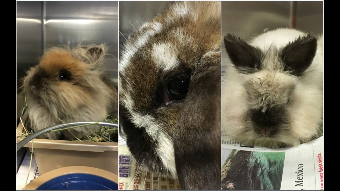 286 rabbits rescued from Folsom property, Sacramento SPCA in need of ...