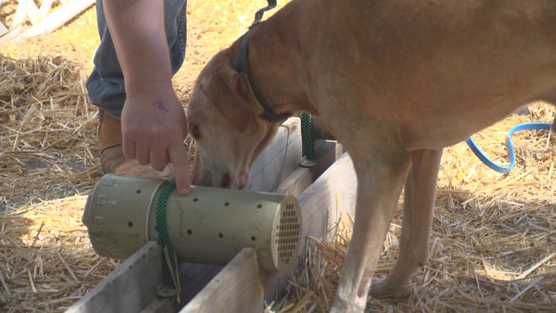 'Barn hunting' competition at Sacramento dog show | abc10.com