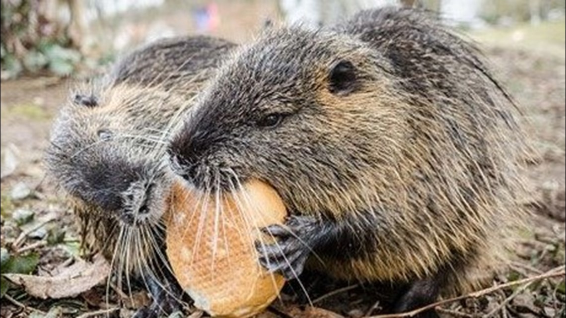 Invasive swamp rodent spotted in 5th California county | abc10.com