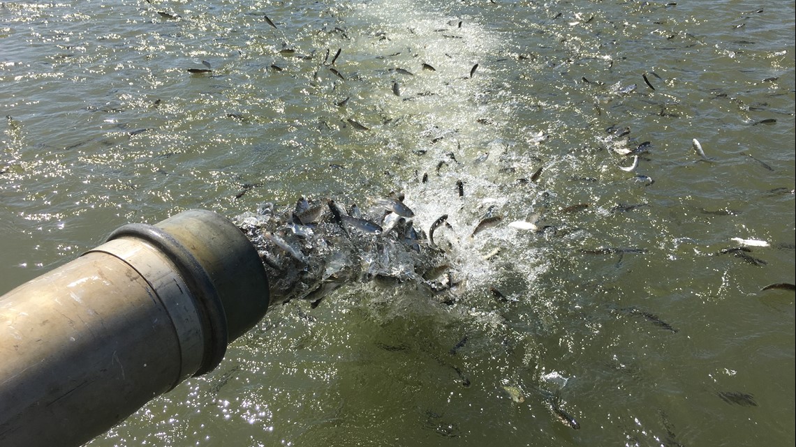 Chinook Salmon Smolt