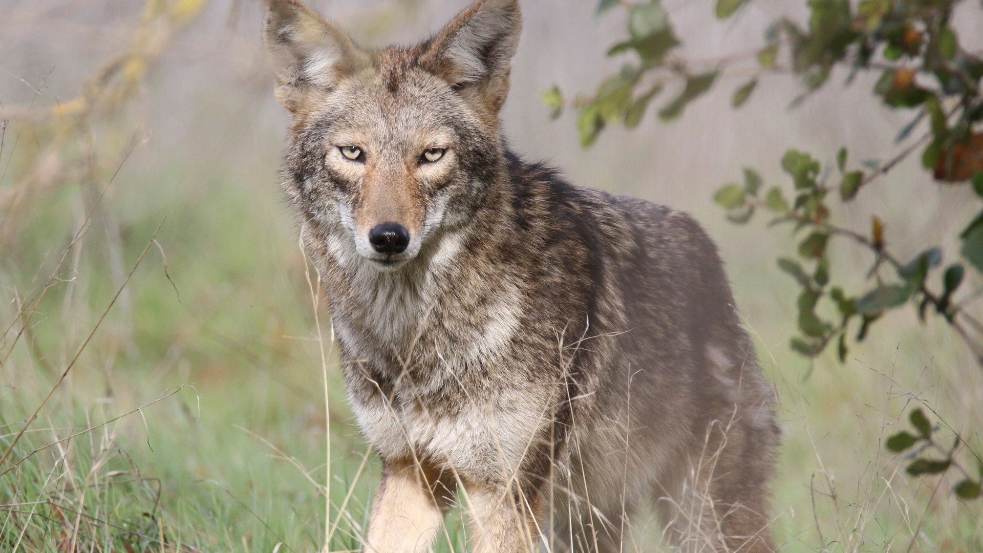 Verify: Is a serial cat killer at large in Sacramento? | abc10.com