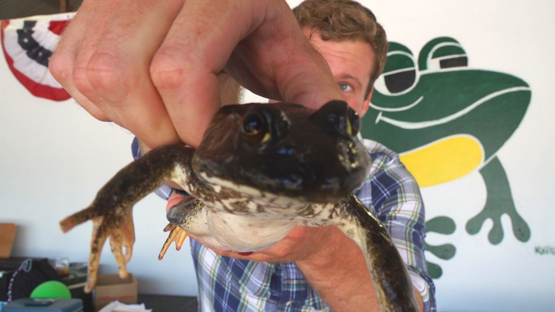 Get hopping at the Jumping Frog Jubilee | abc10.com