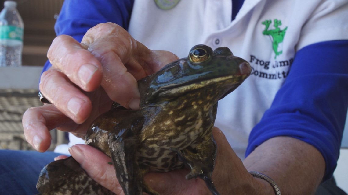 Get hopping at the Jumping Frog Jubilee | abc10.com