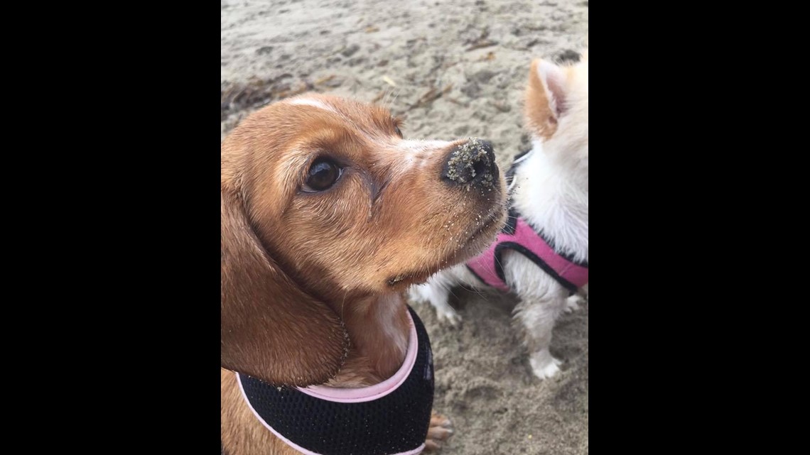 Modesto family mourns death of dog Ginger, killed during burglary ...