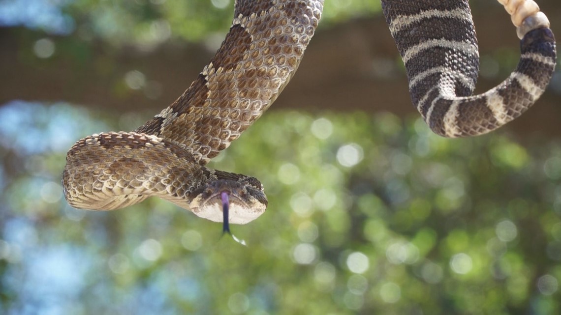 Baby Eastern Diamondback Rattlesnake