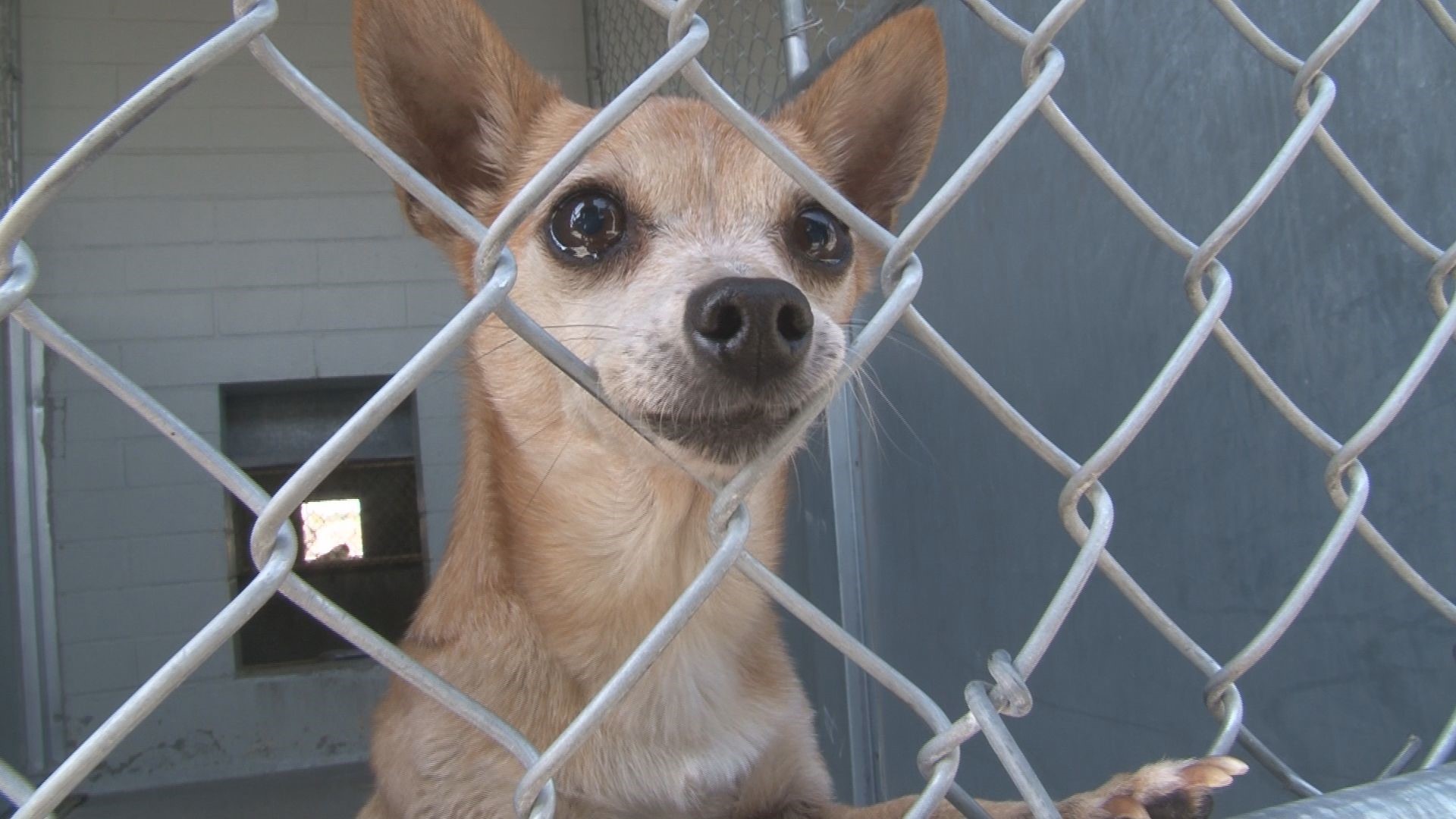 Possible bacterial outbreak reported at Stockton animal shelter | abc10.com