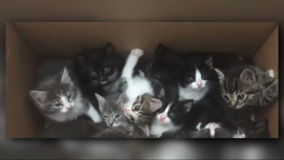 Kitten crisis: Front Street in desperate need of foster volunteers ...