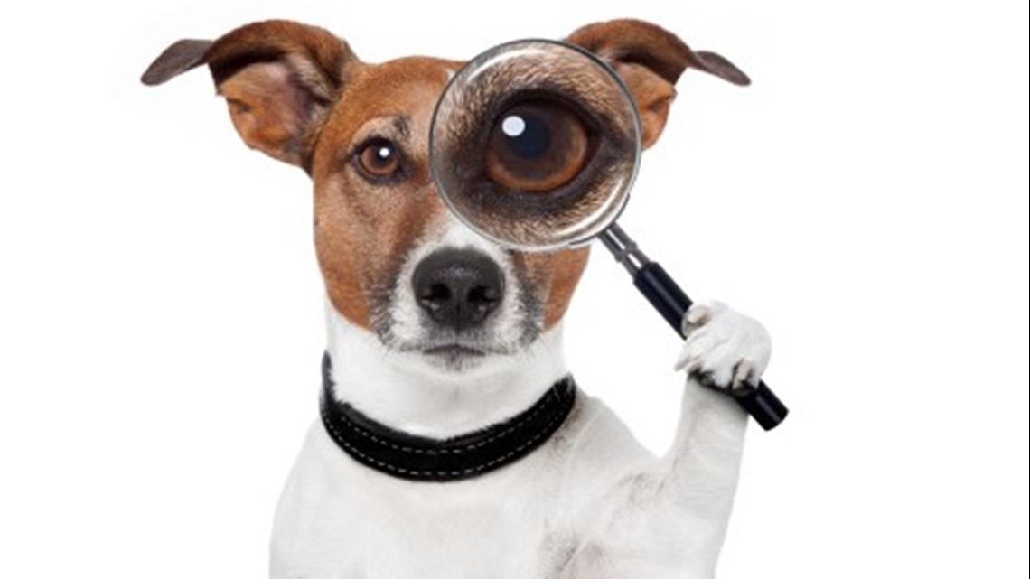 How technology is helping owners find their pets | abc10.com