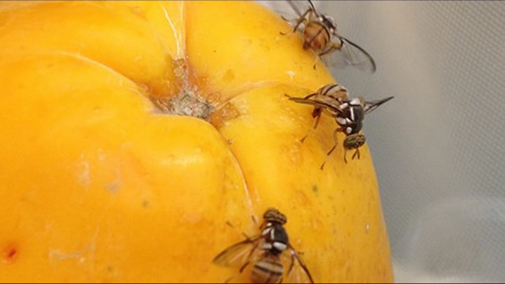 How growers will be combating the oriental fruit fly infestation ...