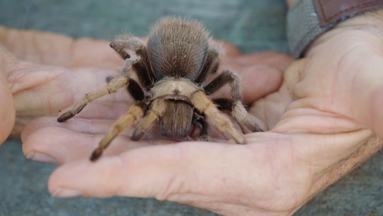Summer of Love: Tarantula mating season begins in Northern California ...