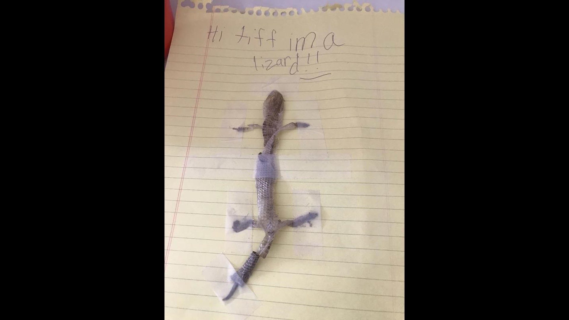 Rattlesnake scare in Sacramento neighborhood turns out to be harmless ...