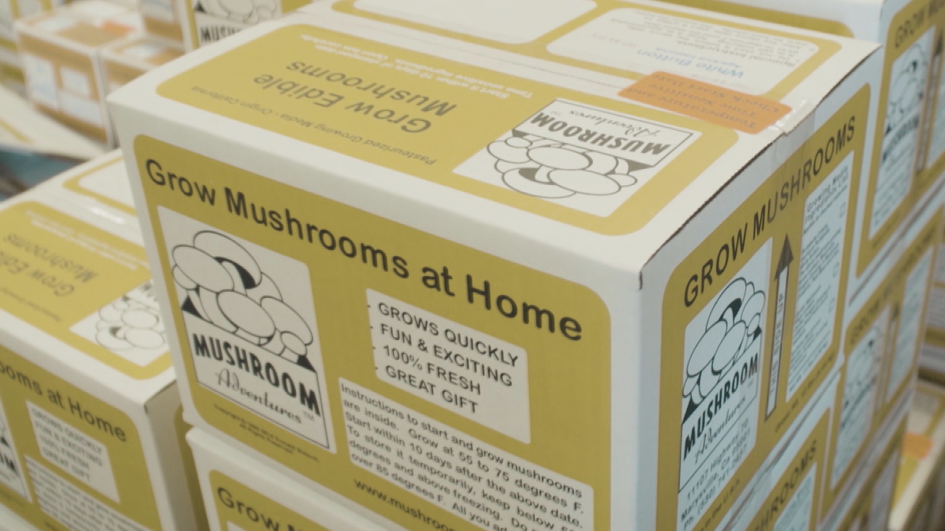 DIY mushrooms are like a farm in a box | abc10.com
