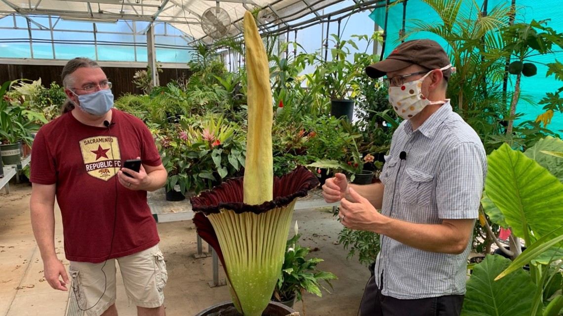 Corpse lily in Turlock blooms at Stanislaus State | abc10.com
