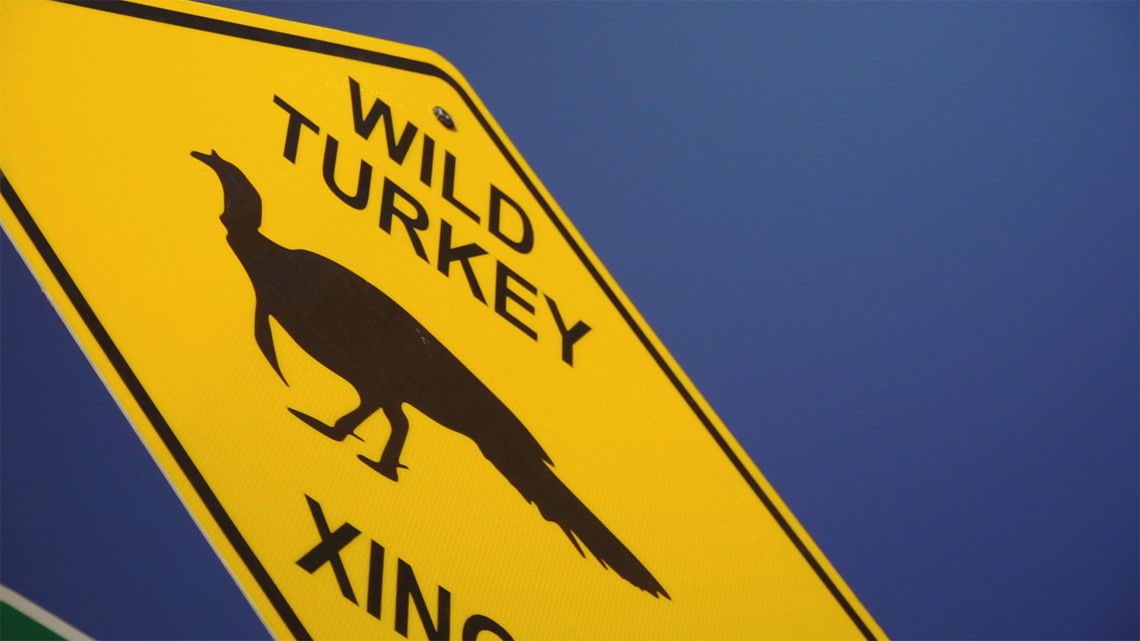 Girl's love of turkeys bring 'Wild Turkey Crossings' signs to ...