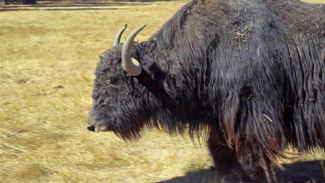 A lot to 'yak' about in the tiny town of Calpine | abc10.com
