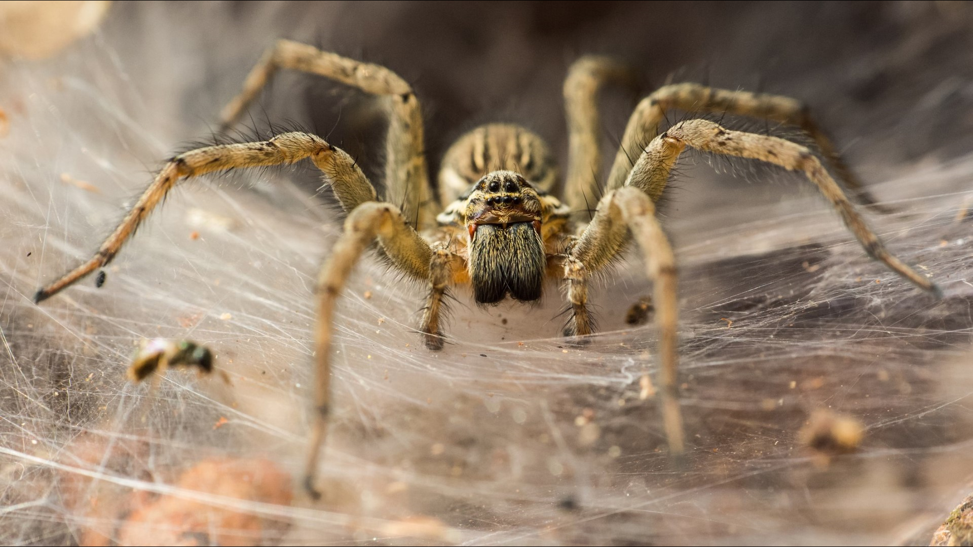 Man sets house on fire while trying to kill spiders with blowtorch ...