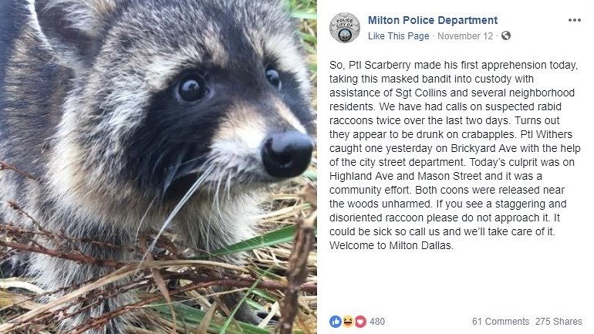 Raccoons drunk on crab apples cause rabid animal scare in West Virginia ...