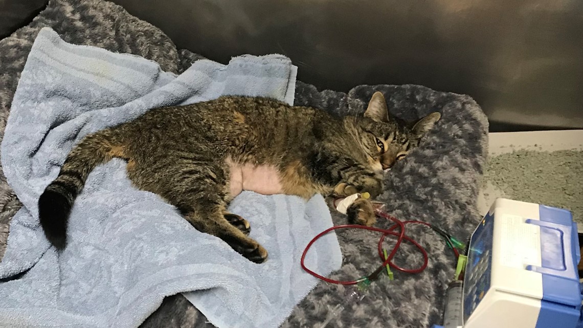 Cat fights for its life after being shot in North Highlands | abc10.com