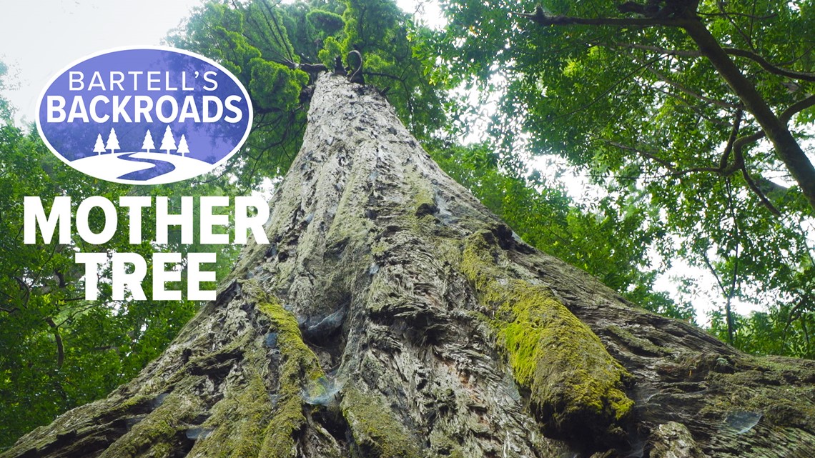 Prairie Creek State Park's largest and most complex organism is 'mother ...